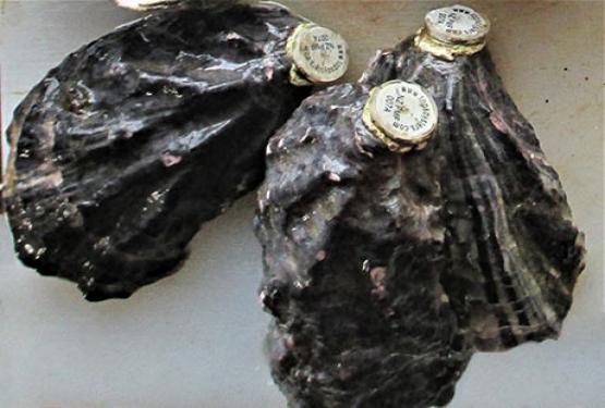 TOPS Oysters™ - Traceable Oysters Production System